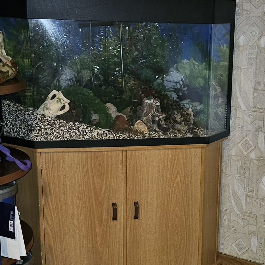 Аквариум обычный