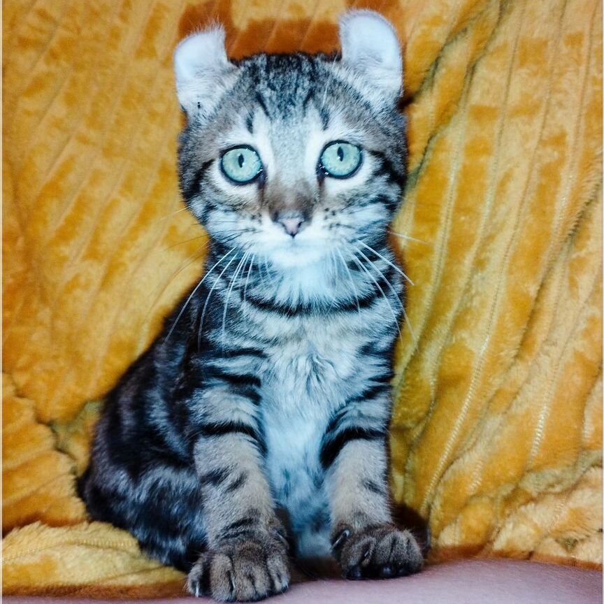 Американский кёрл короткошёрстный котёнок