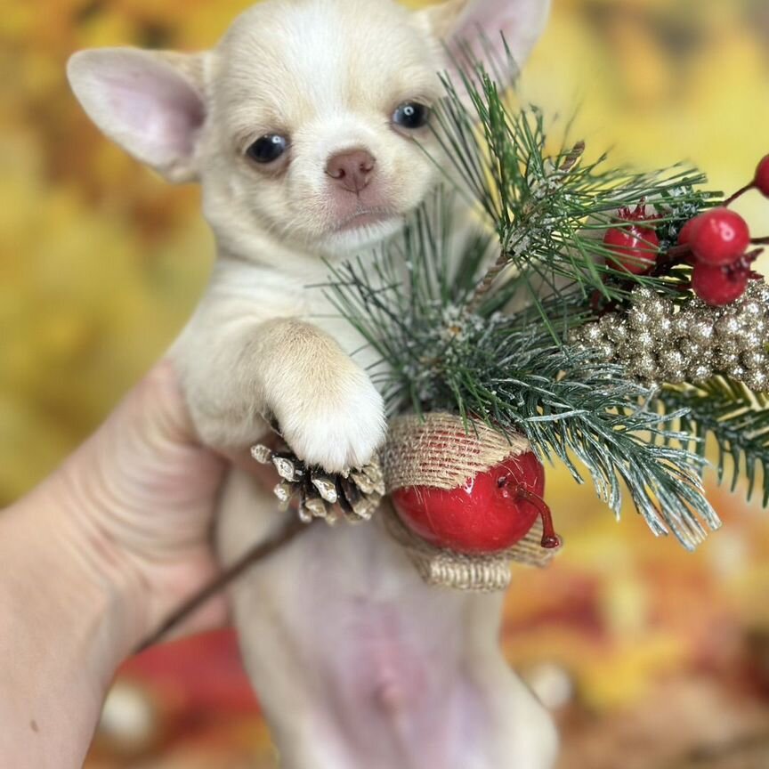 Чихуахуа, щенок