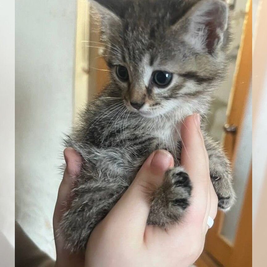 Котёнок в добрые руки