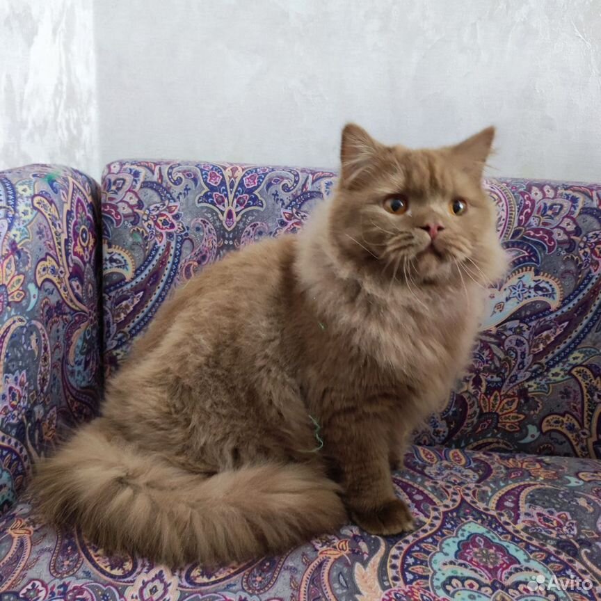 Британский длинношерстный котик циннамон