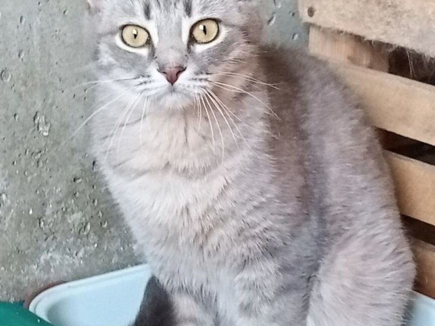 Кошка в дар