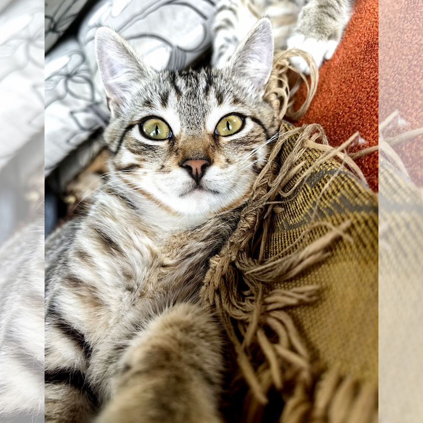 Котенок - мурлыка и красавчик