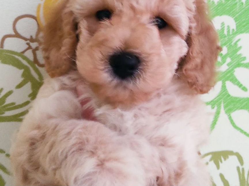 Пудель (девочка)