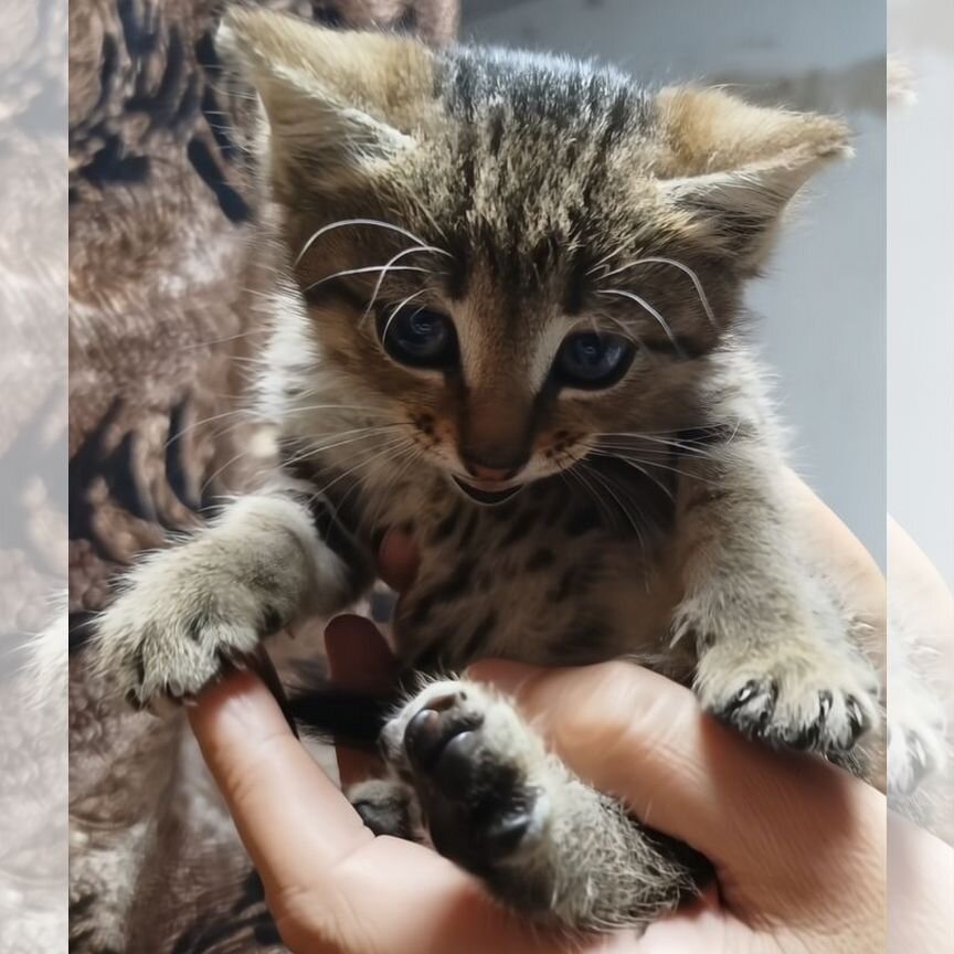Котёнок в добрые руки