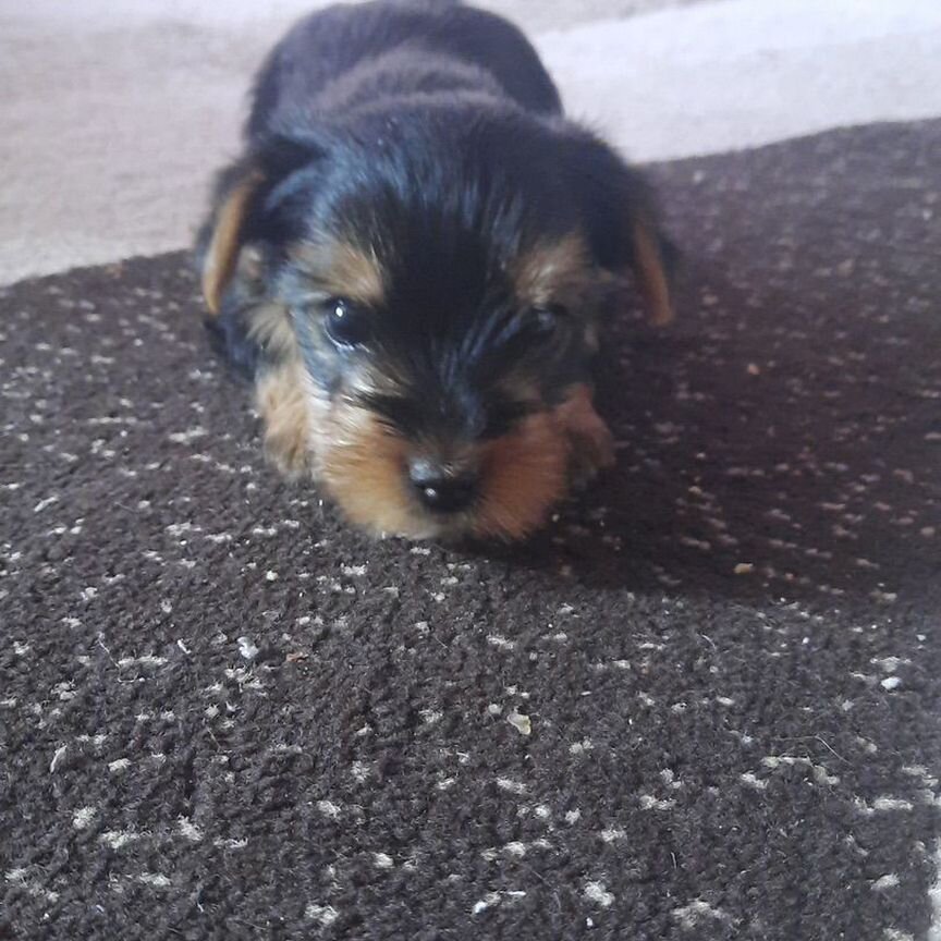 Йоркширский терьер мини