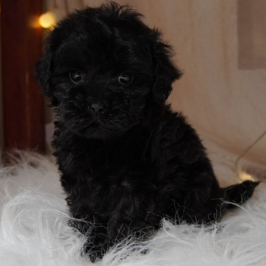 Мальтипу, щенок