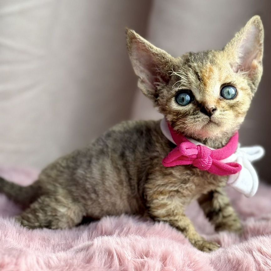Котята девон-рекс
