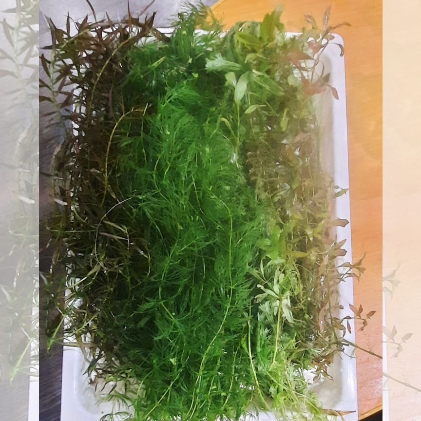 Растения для аквариума набором