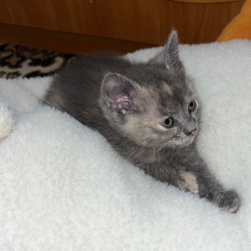 Британский короткошёрстный котёнок