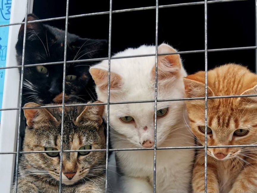 Котики из приюта ищут дом