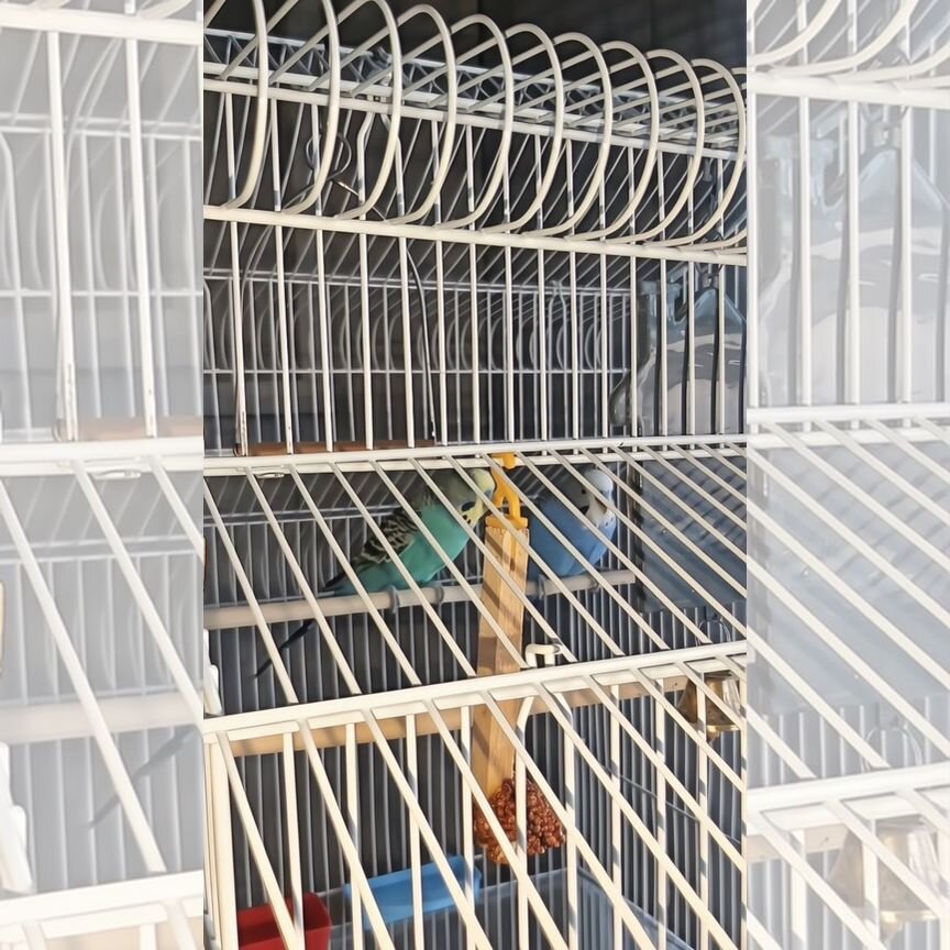 Волнистый попугай