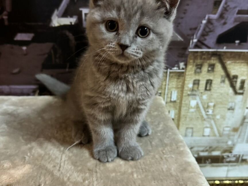 Британская кошечка