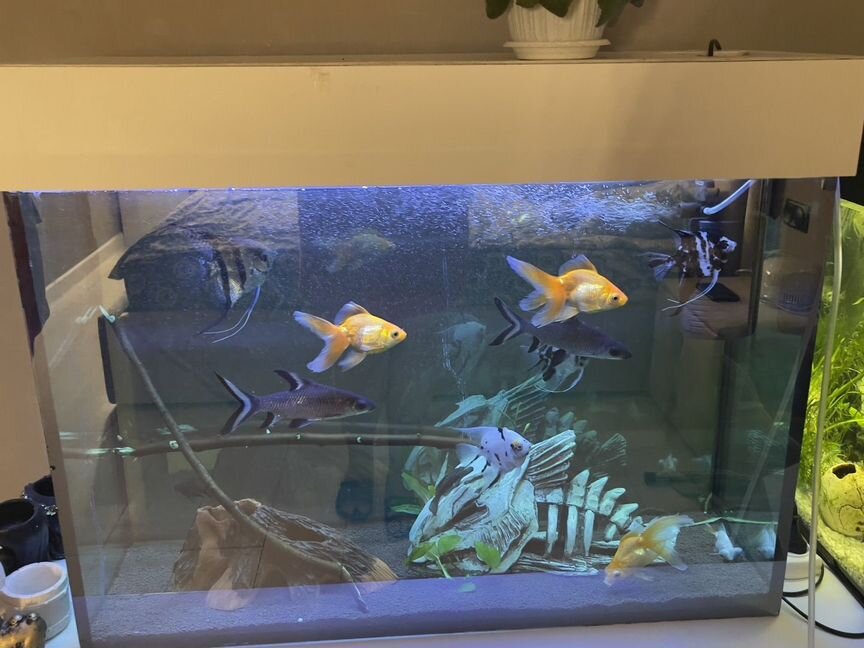 Аквариум с рыбками