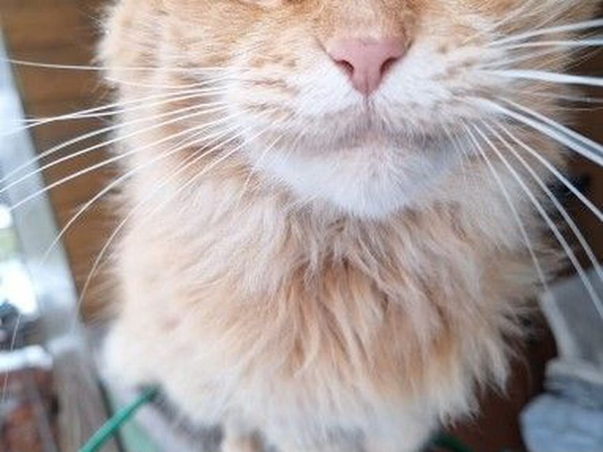 Кошечка Василиса