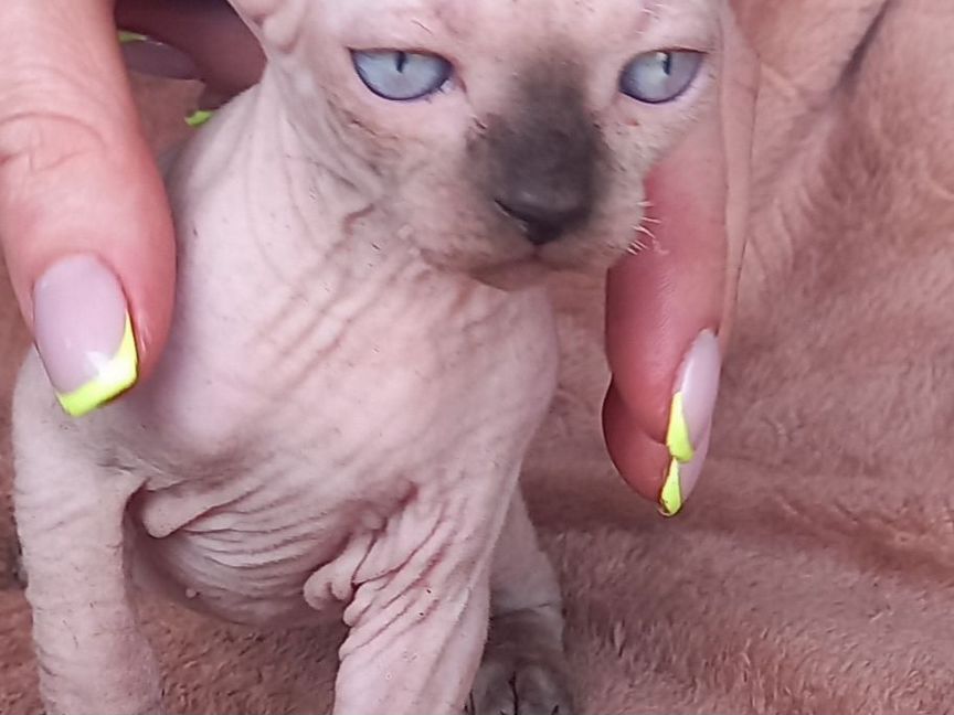 Канадский сфинкс эльф котенок