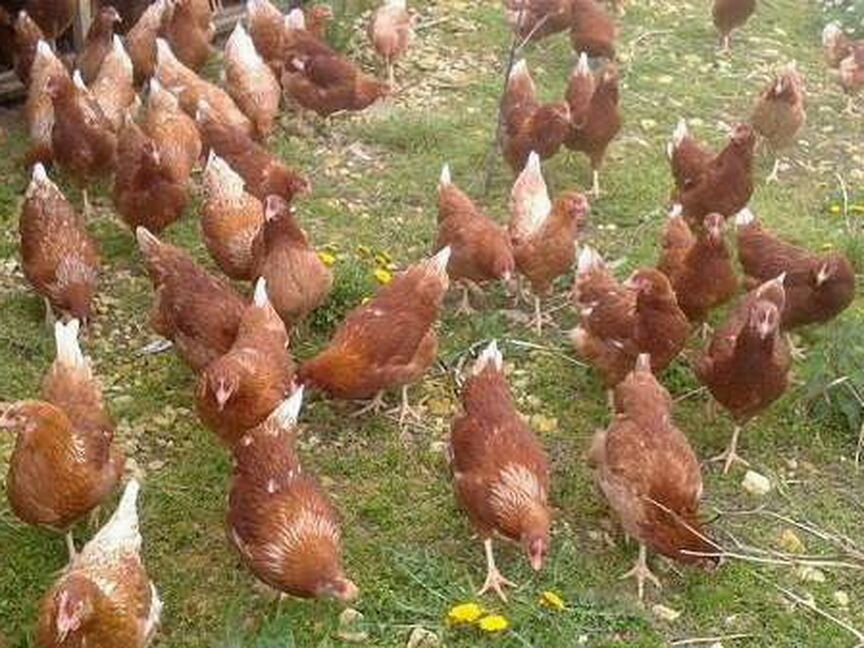 Несушки