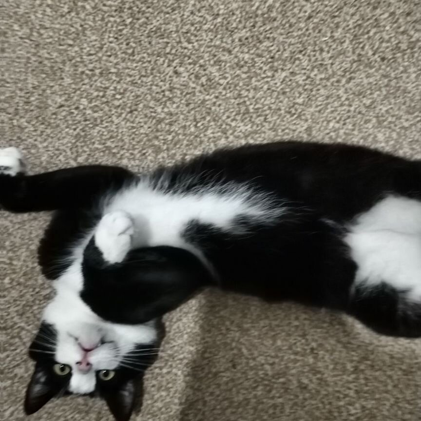 Кот в добрые руки, мальчик