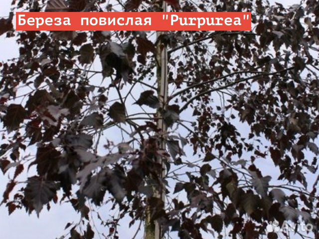 Береза повислая Purpurea /о/с 8-10 200-250 см купить в Москве | Товары ...