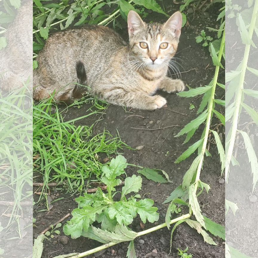 Котёнок в добрые руки