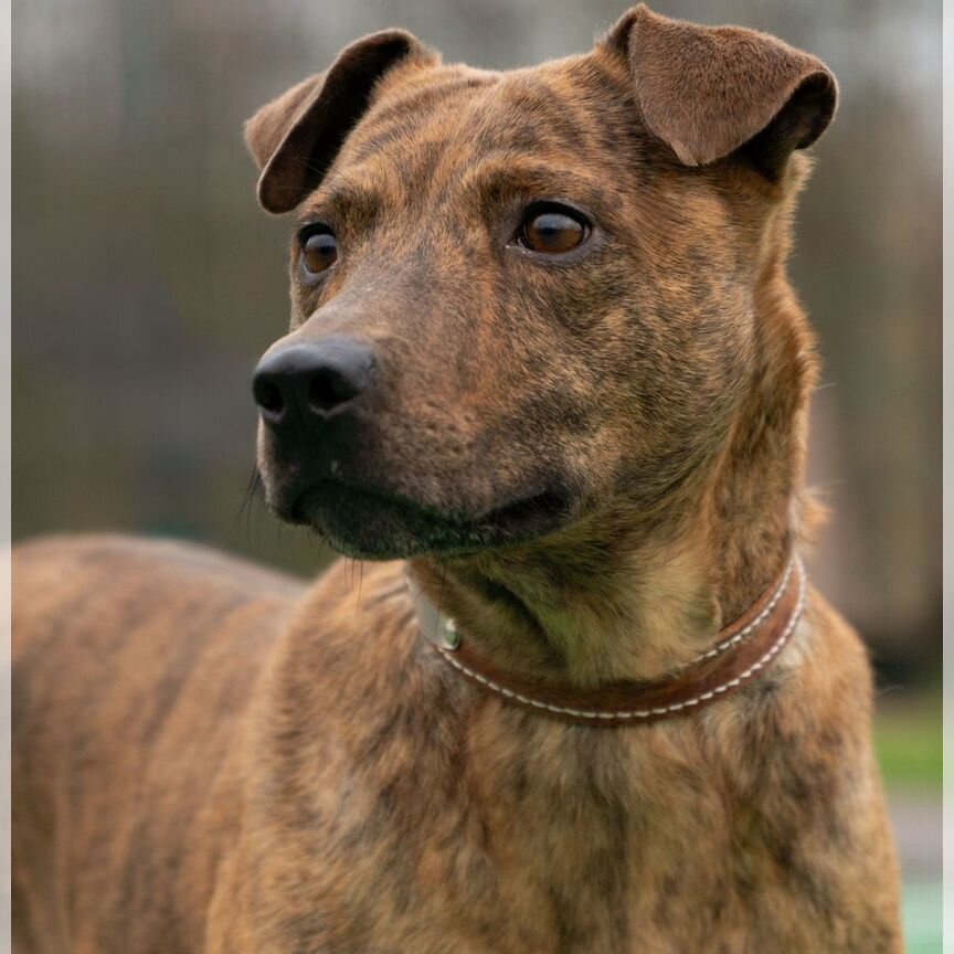 Взрослая собака в добрые руки