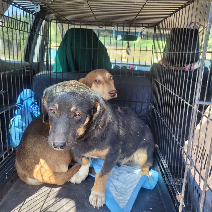 Собачки коротколапики в поиске дома