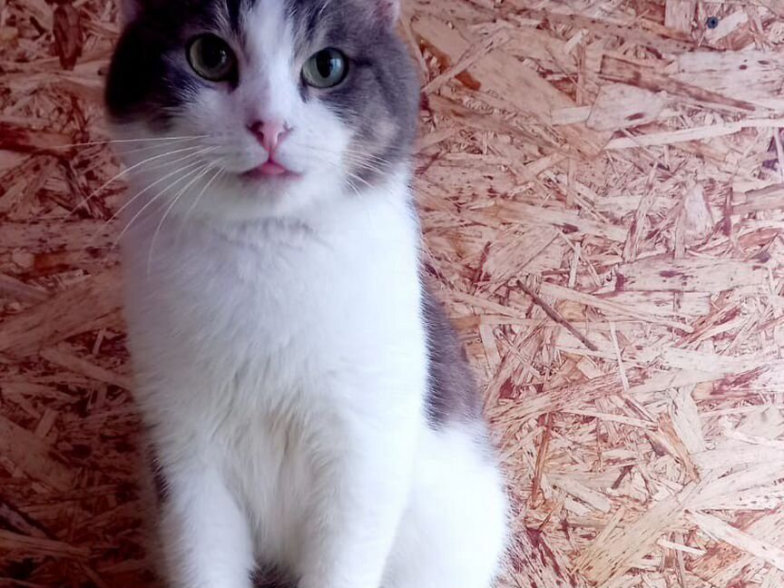 Кот в добрые руки