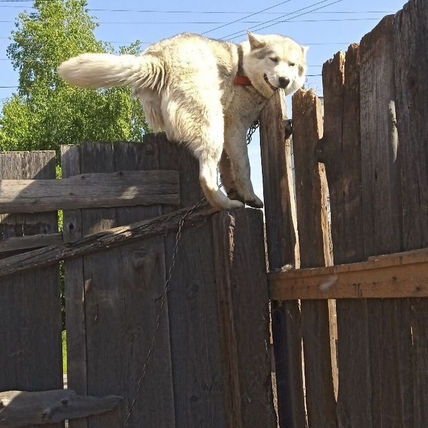 Отдам в добрые руки