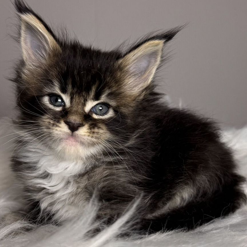 Мейн-кун котёнок