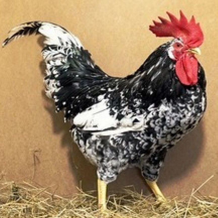 Петух остролорп чёрно пёстрый