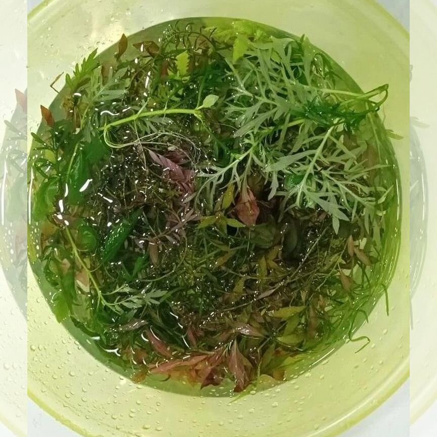 Аквариумная прополка