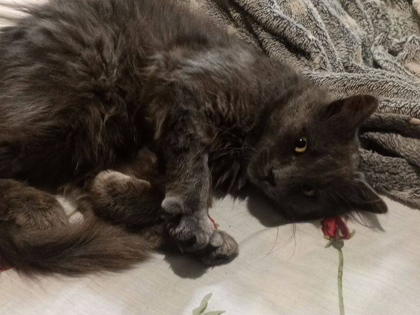 Кот 1.5 года