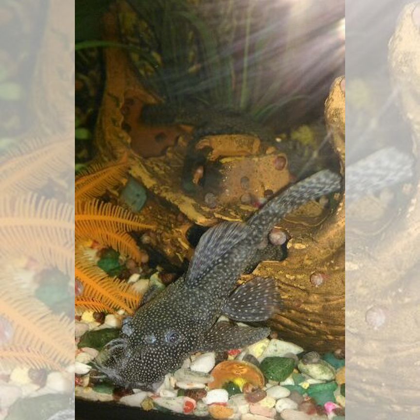 Сом анциструс