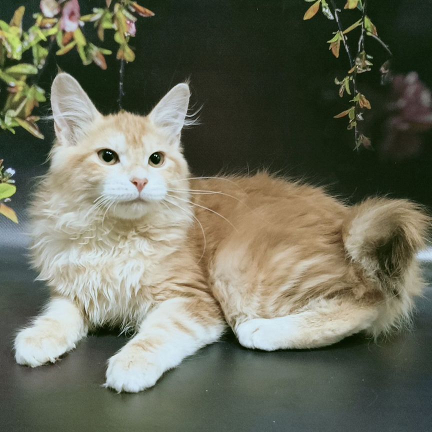 Курильский бобтейл длинношёрстный котёнок