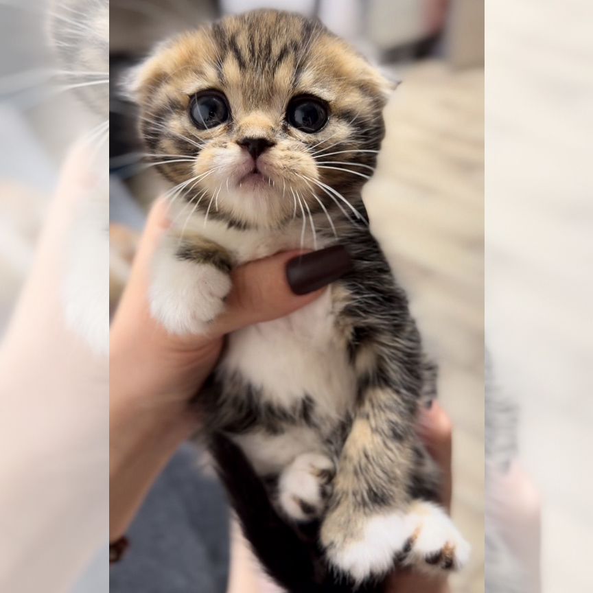 Шотландский вислоухий короткошёрстный котёнок