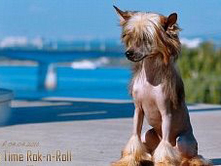 Китайская хохлатая собака, щенки