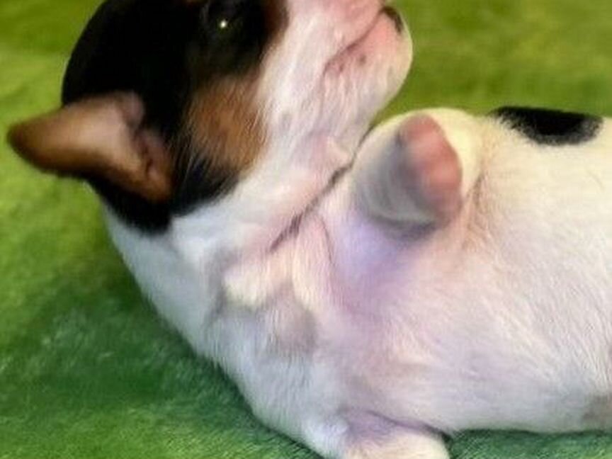 Мальчики джек рассела