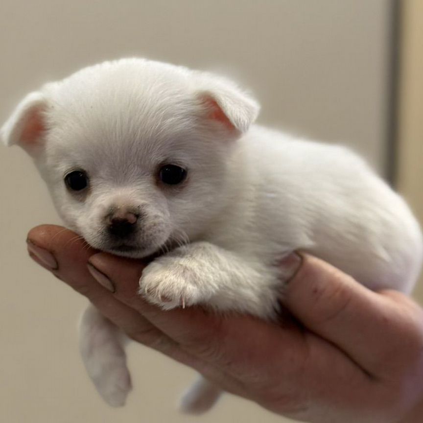 Помчи, щенок