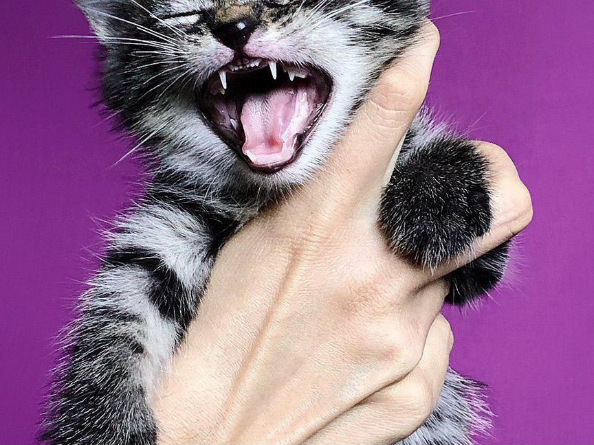 Котята в добрые руки бесплатно