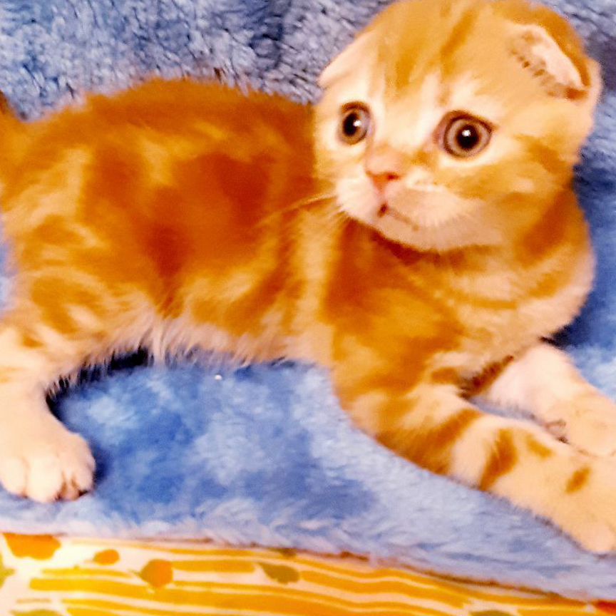 Шотландские котята
