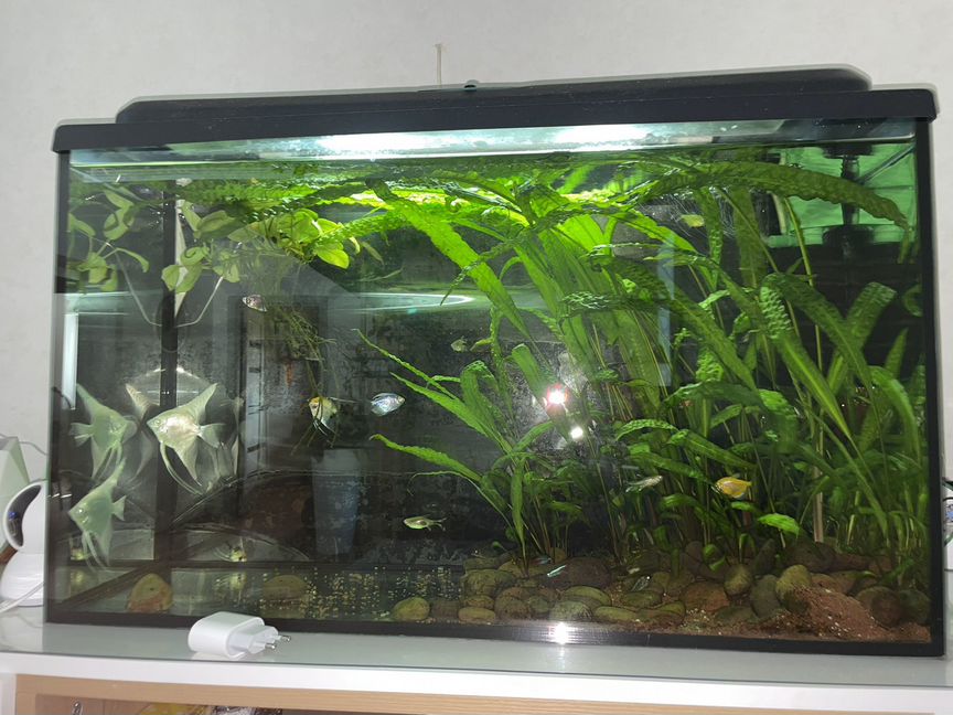 Аквариум с рыбками