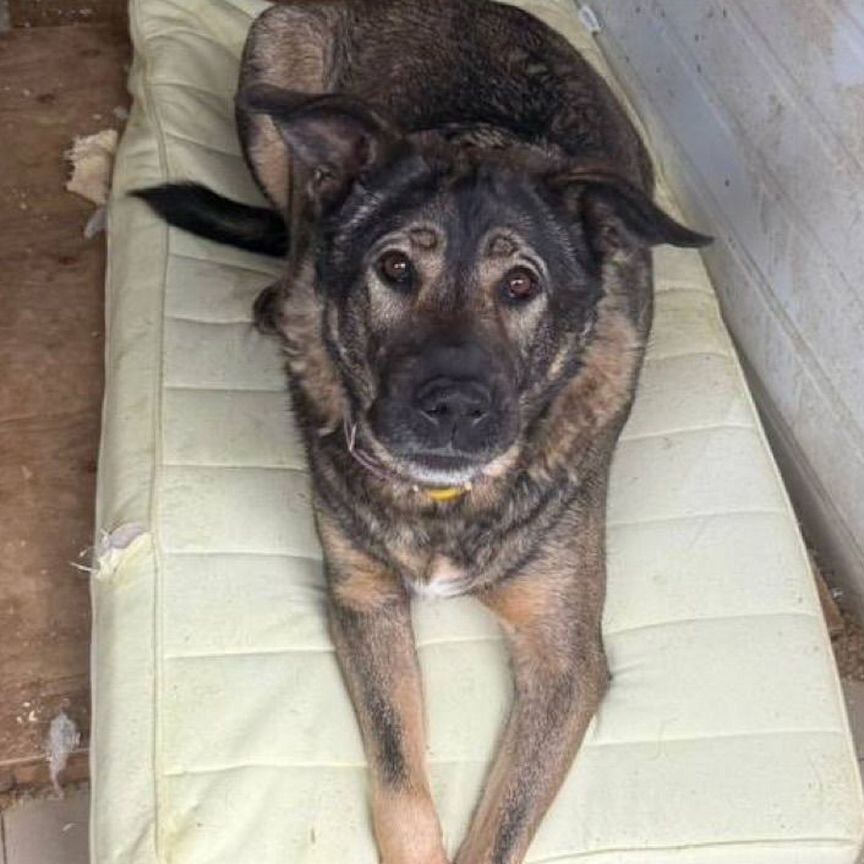 Взрослый пёс в добрые руки