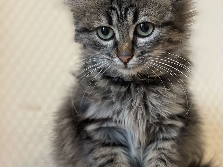 Кошечка 2,5 месяца