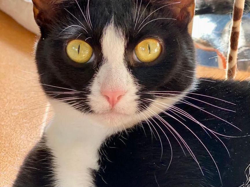 Ласковая Кошка Кусака с космическим глазами