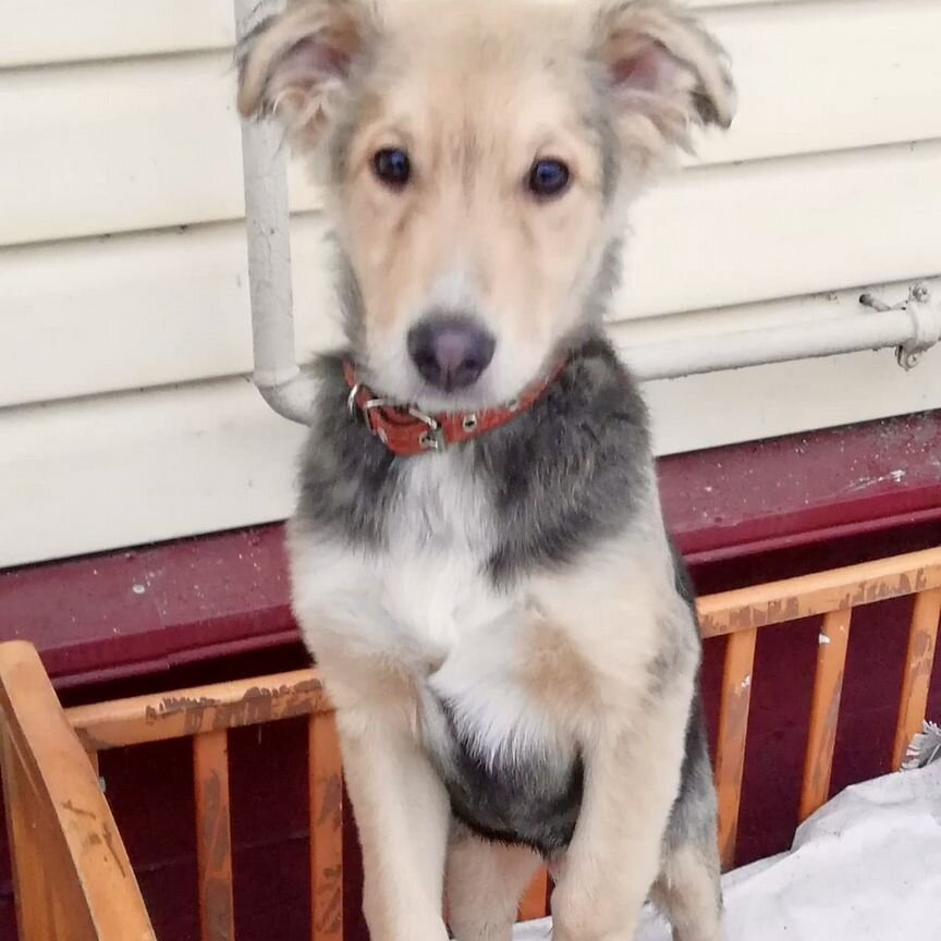 Щенок в добрые руки