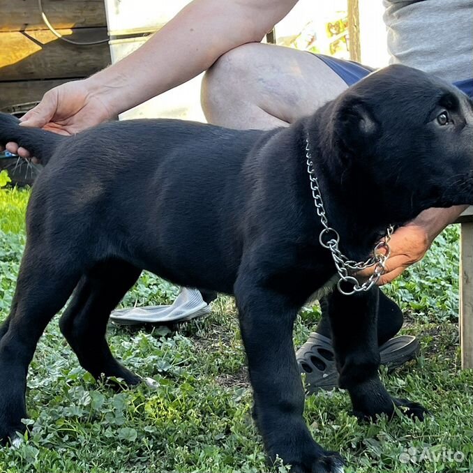 Девочка алабаечка