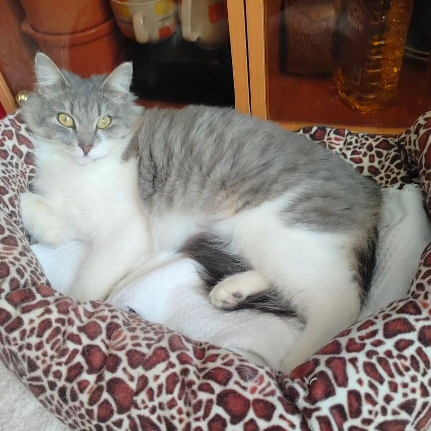 Взрослая, кошка в добрые руки