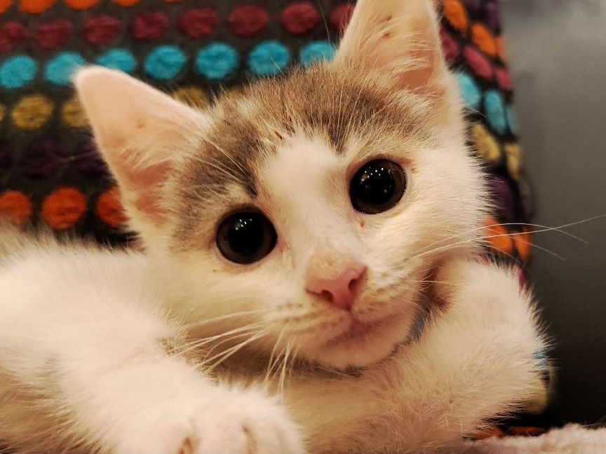 Котёнок, спасённый из подвала