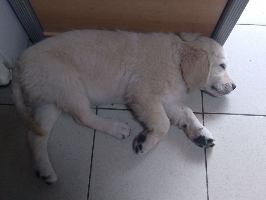 Продам золотистого ретривера