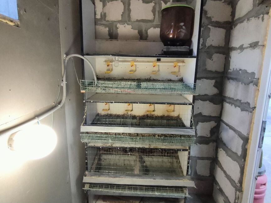 Клетки для перепелов бу